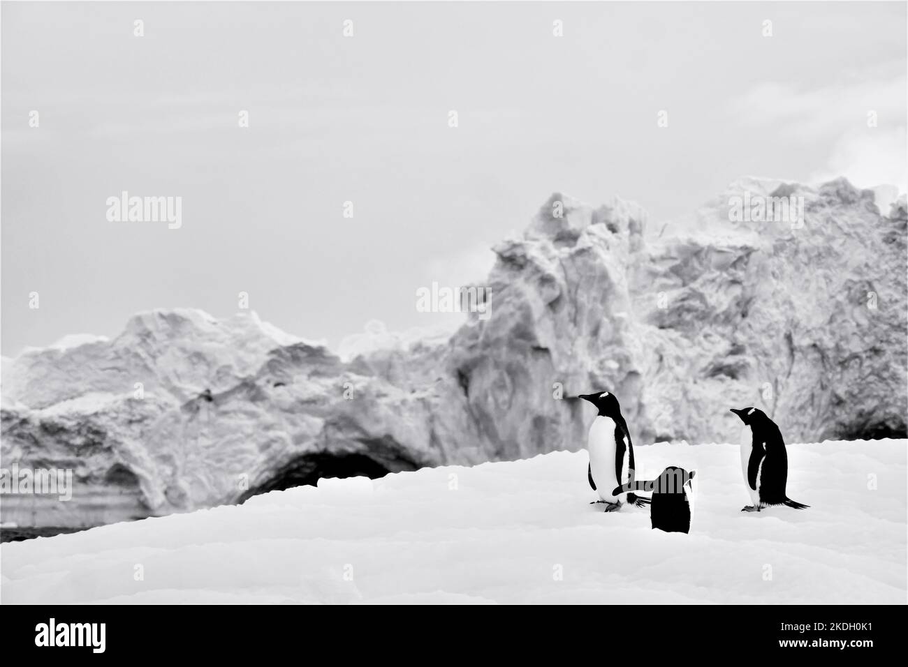 Winter scene penguins hi-res stock photography and images - Alamy