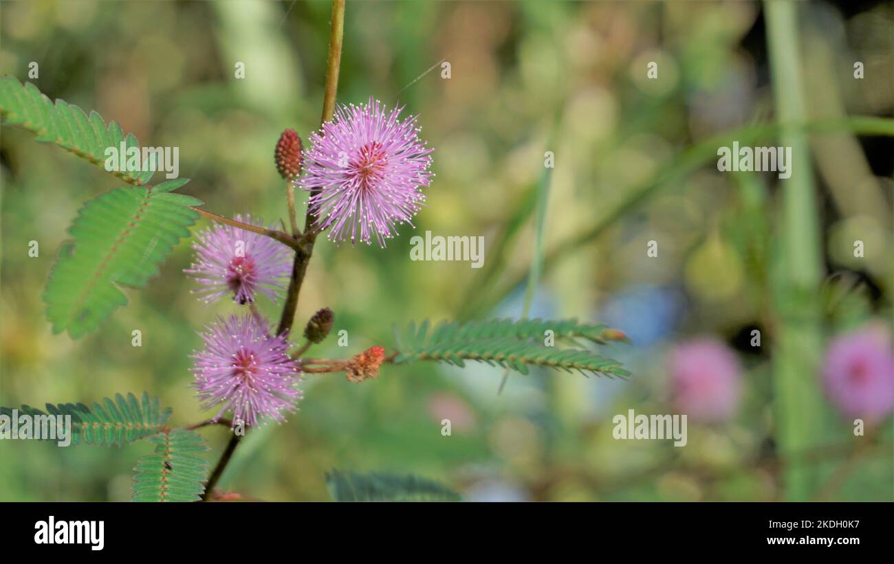 Closeup of flower of Mimosa pudica. The sensitive plant, sleepy plant ...