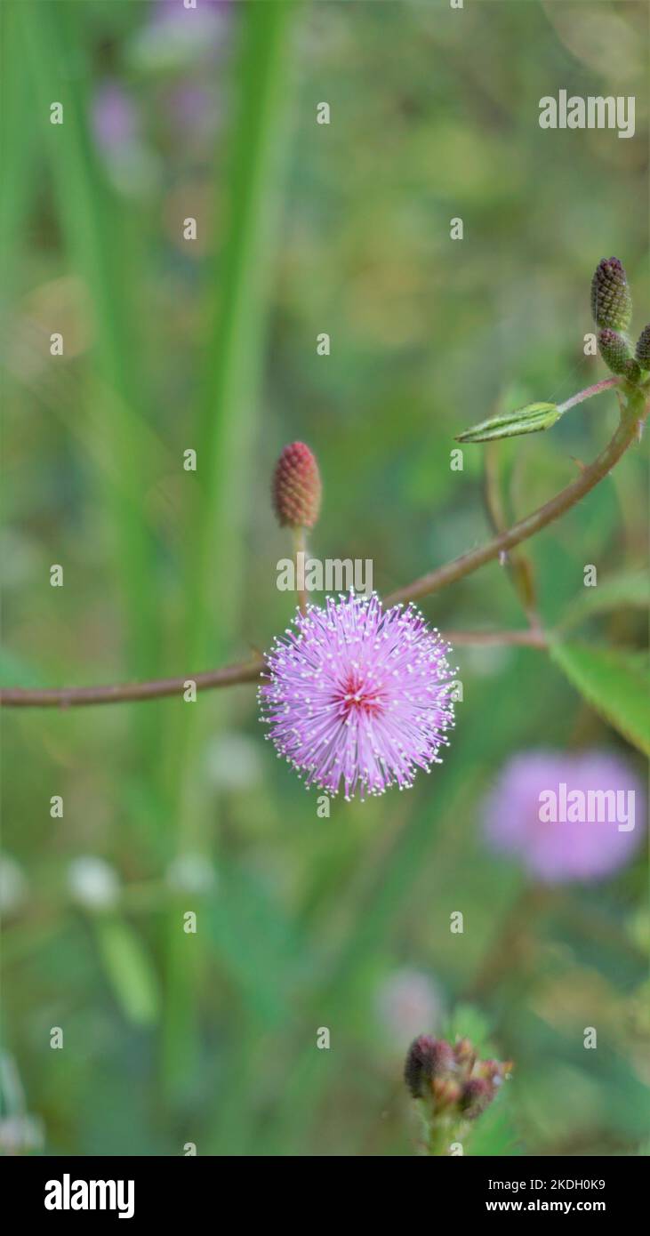 Closeup of flower of Mimosa pudica. The sensitive plant, sleepy plant ...