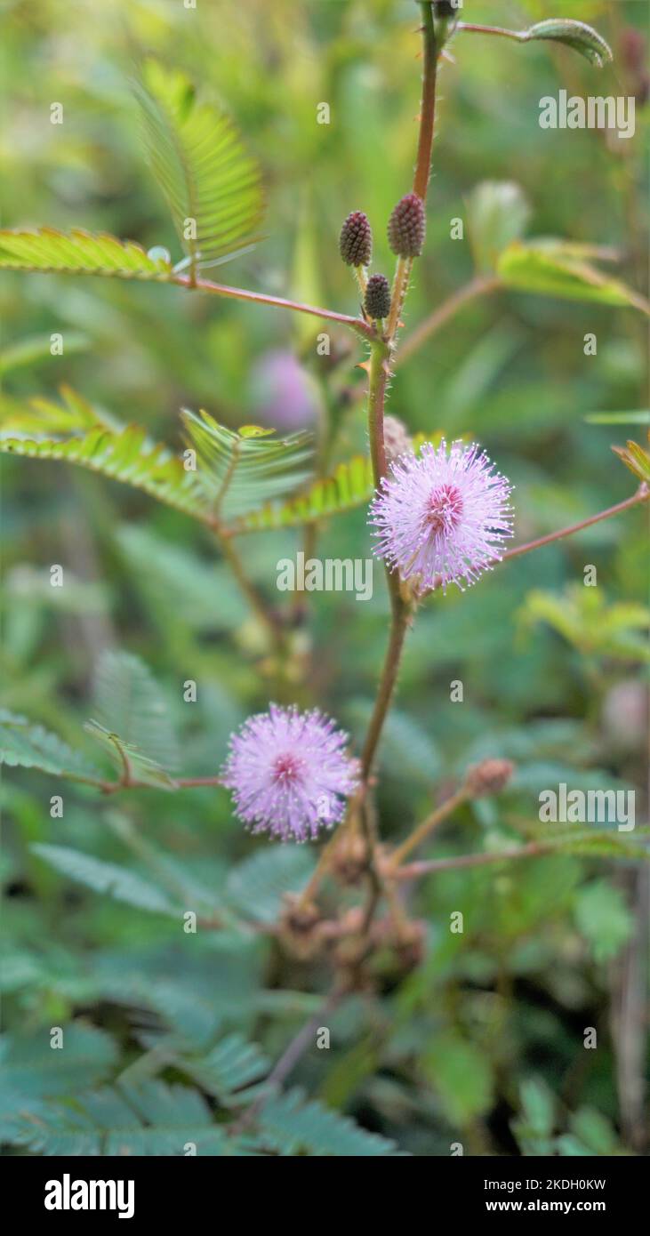 Closeup of flower of Mimosa pudica. The sensitive plant, sleepy plant ...