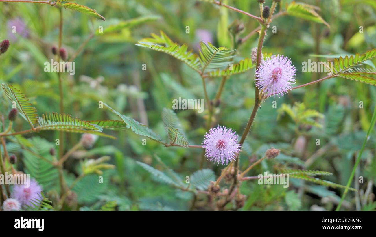 Closeup of flower of Mimosa pudica. The sensitive plant, sleepy plant ...
