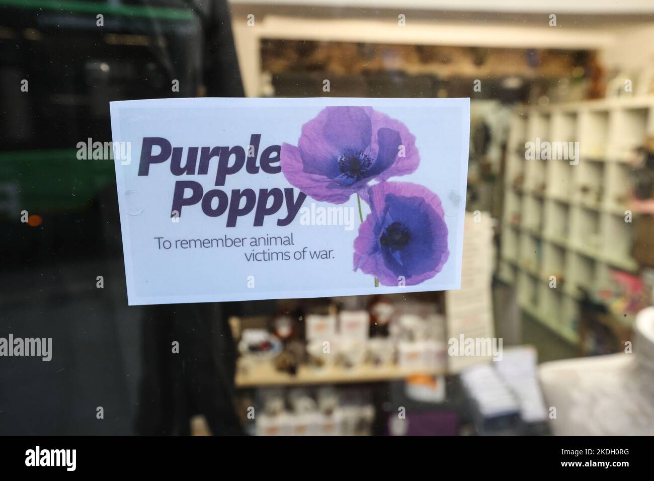 Purple poppy,poppy,day,appeal,to,remember,animal,victims,victim,of,war ...