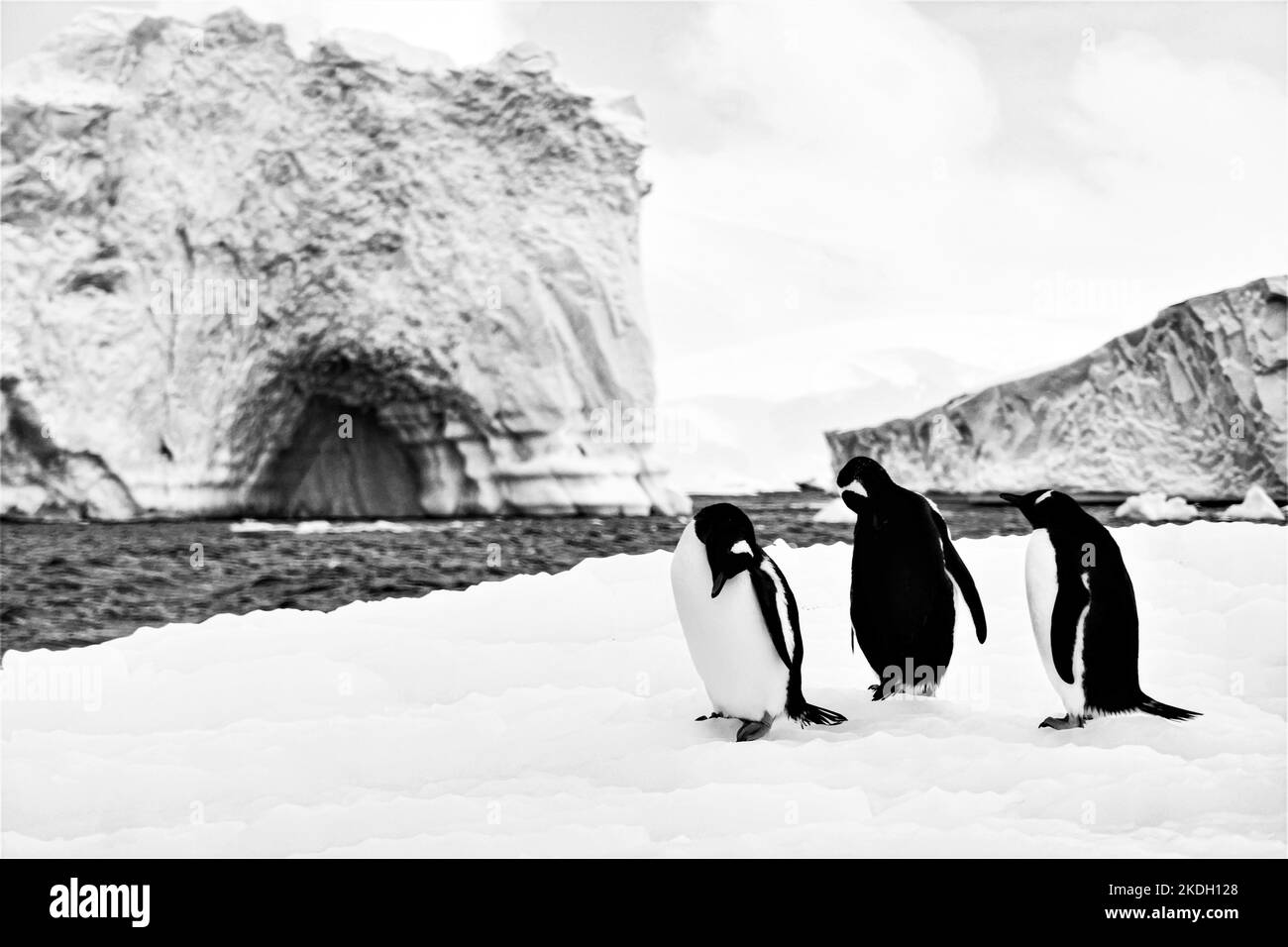 Penguins on the ice and icebergs in Antarctica Stock Photo - Alamy