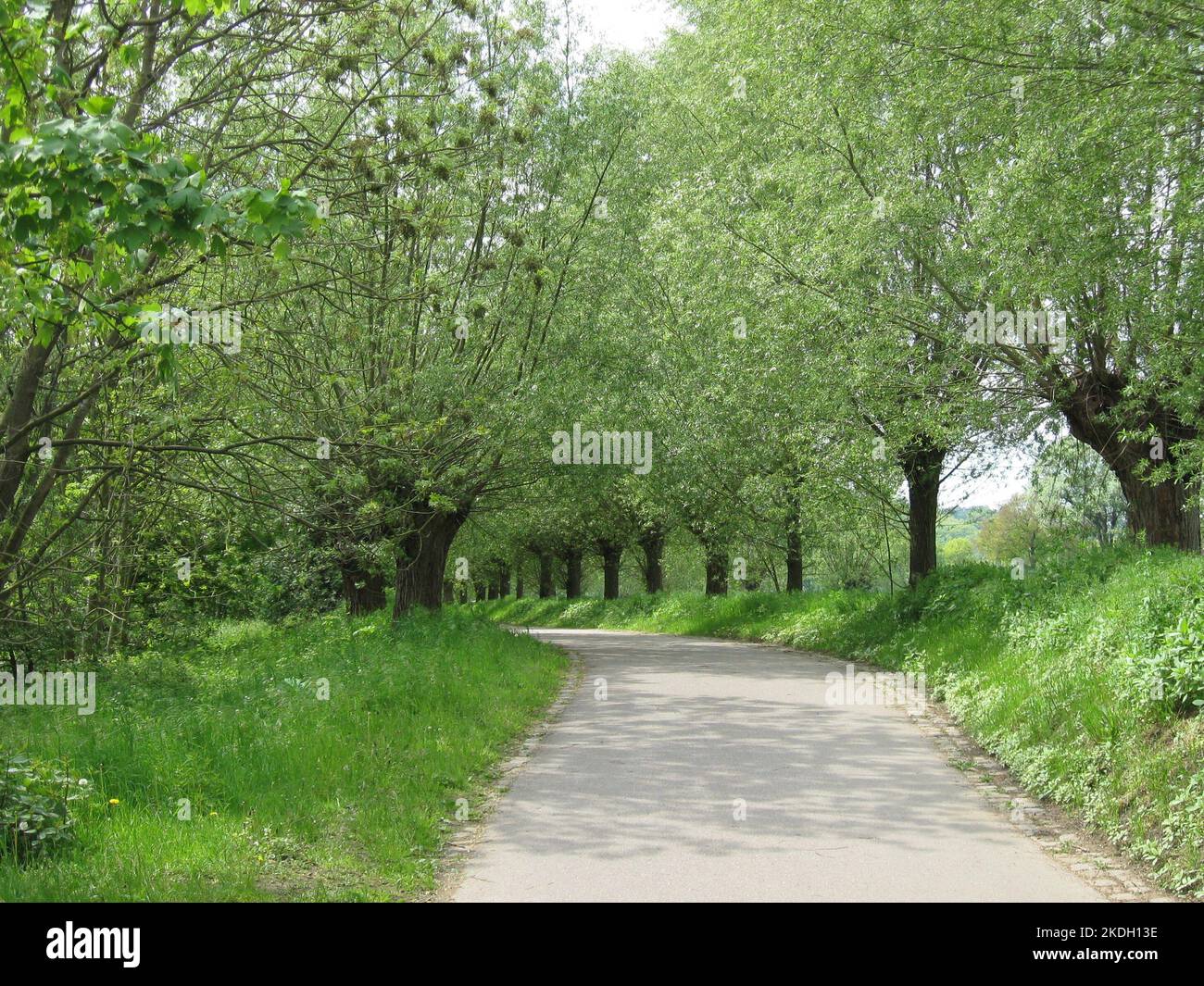 Agricultural path, planted with willow trees on the left and right ...