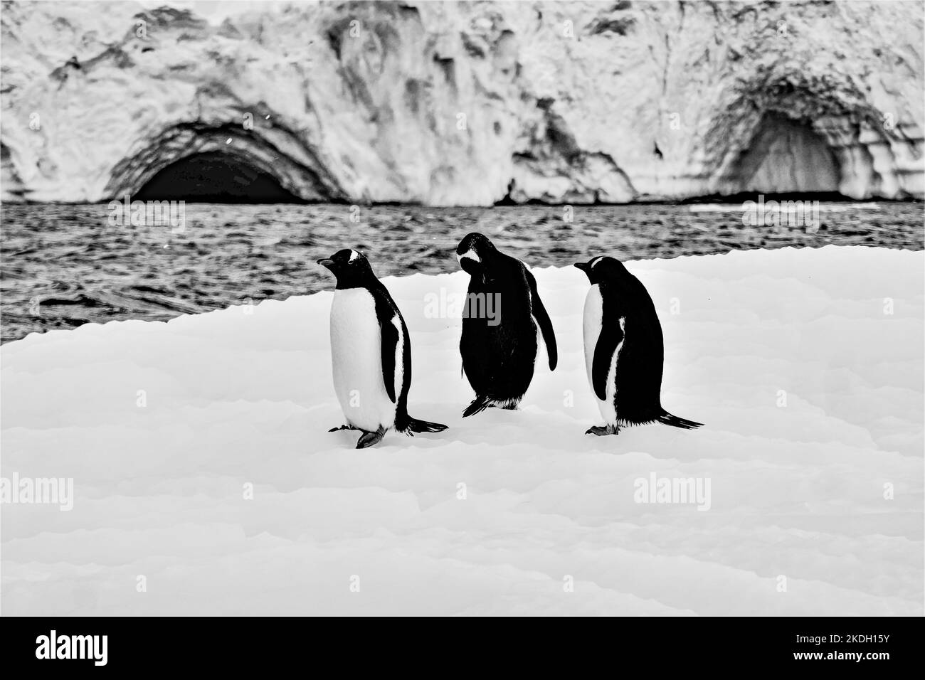 Penguins on the ice and icebergs in Antarctica Stock Photo - Alamy