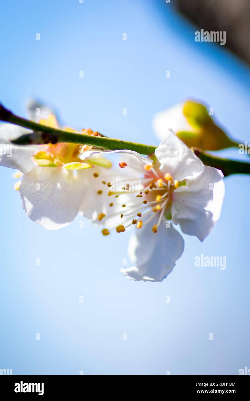 Chile biodiversity hi-res stock photography and images - Alamy