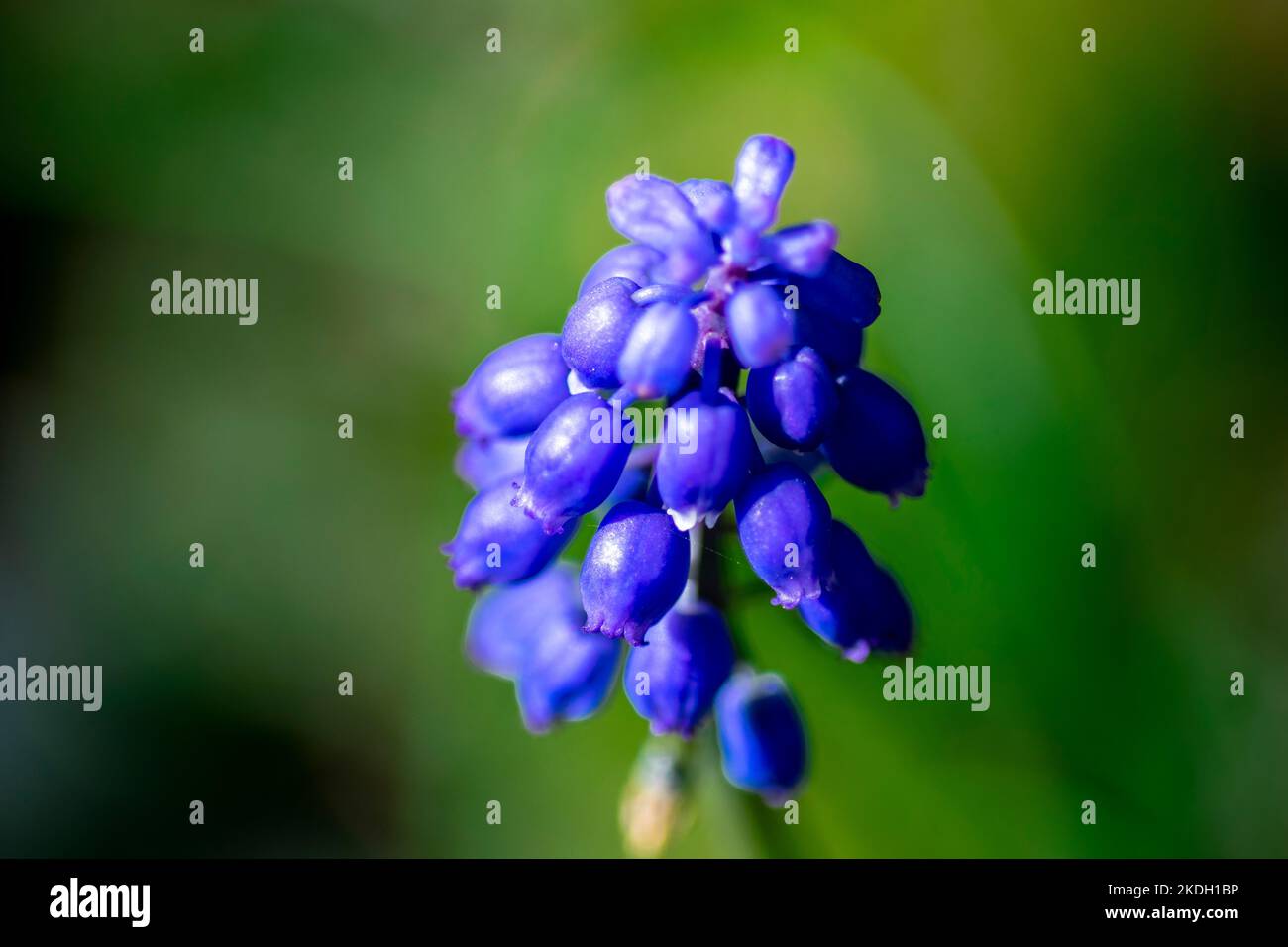 Blue Muscari flowers in bloom at the beginning of springtime in Olivar ...
