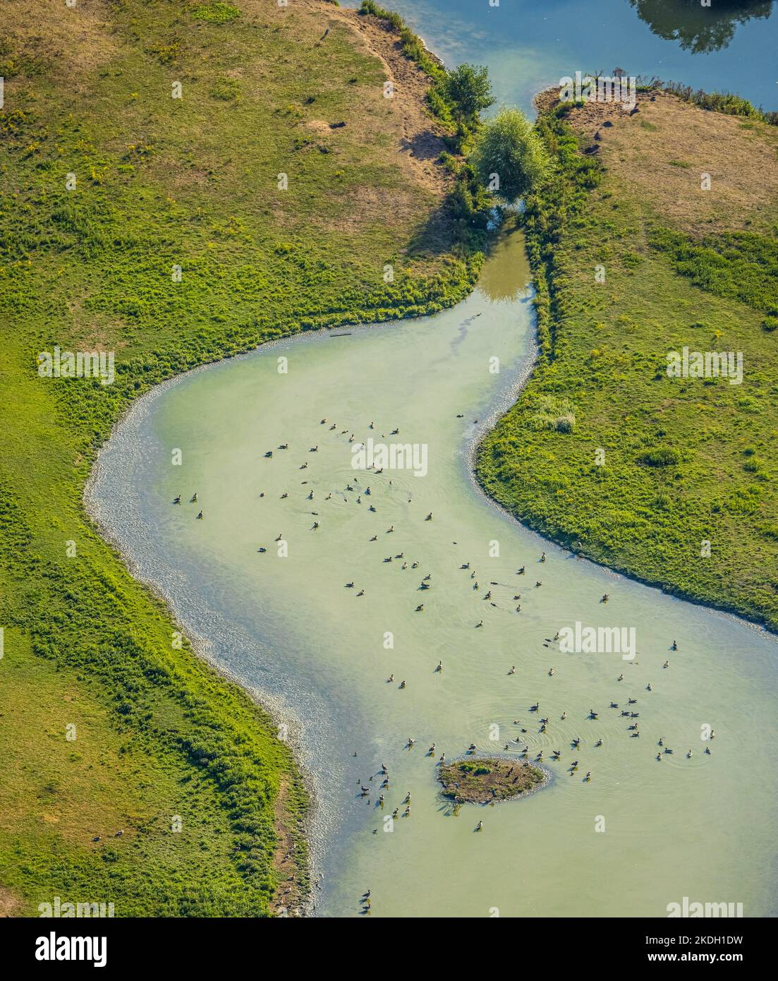 Aerial photo, ducks and geese in pond in Lippeauen, Heessen, Hamm, Ruhr ...