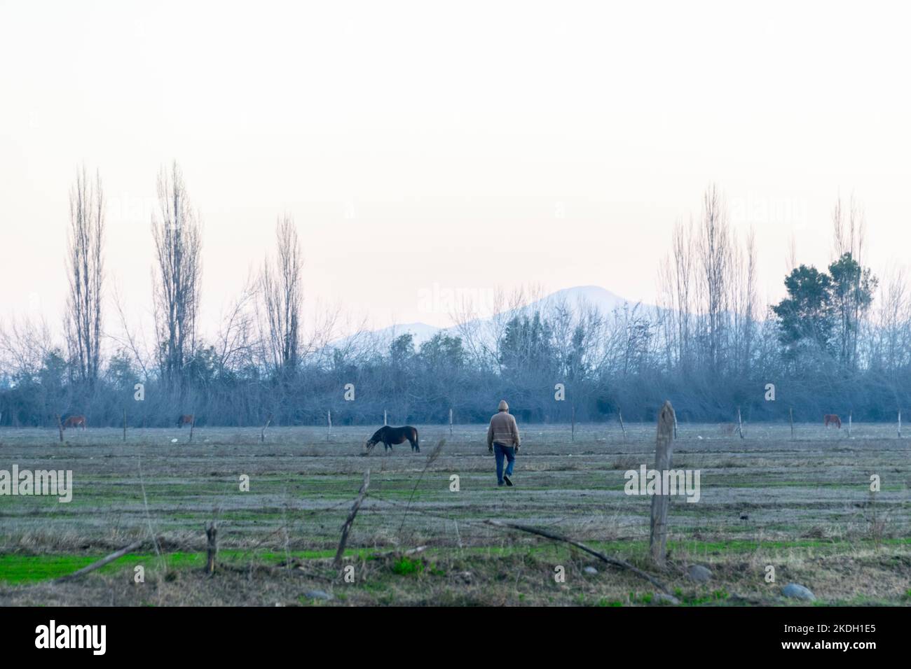 a rural worker and a horse in a farm in the coutnryside at Olivar near ...