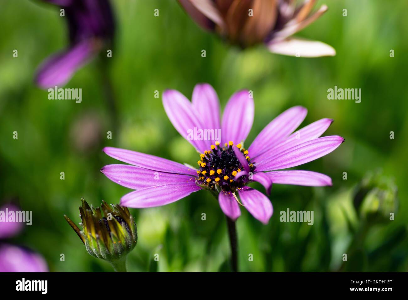 Osteospermum flowers hi-res stock photography and images - Alamy