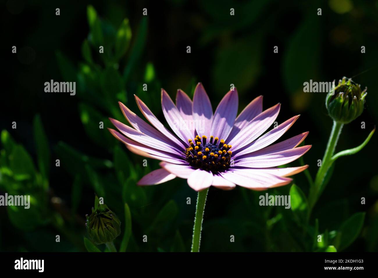 Osteospermum flowers in bloom at Olivar, Rancagua, Chile Stock Photo ...