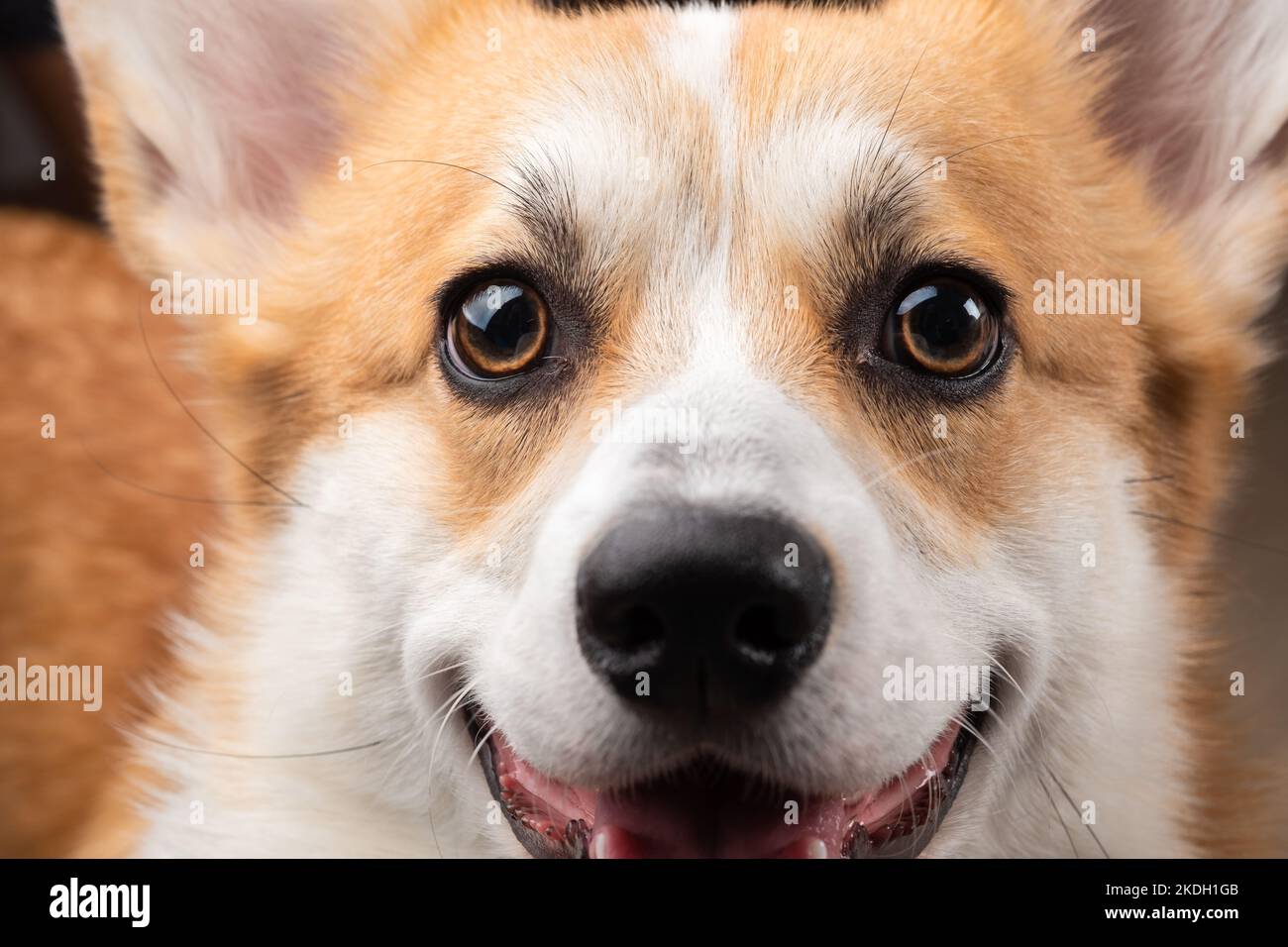 Red and white Corgi dog resting on a sofa Stock Photo - Alamy