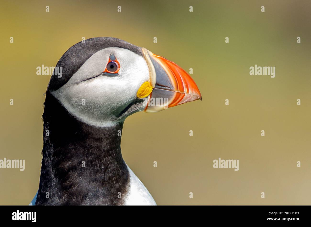 Puffin head hi-res stock photography and images - Alamy