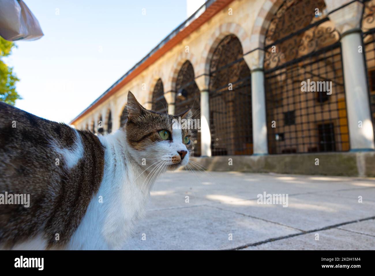 Stray cats of Istanbul. A stray cat in the garden of a mosque. Turkish ...