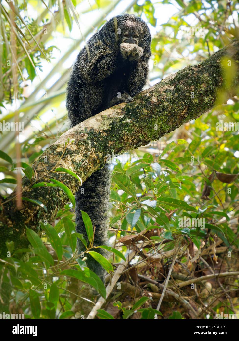 Monkey with big tail hi-res stock photography and images - Alamy