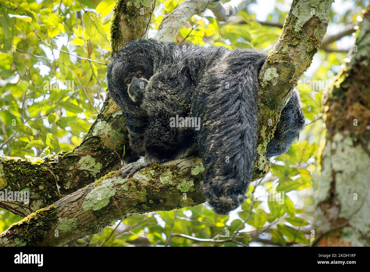 Monk saki pithecia monachus in tree hi-res stock photography and images ...