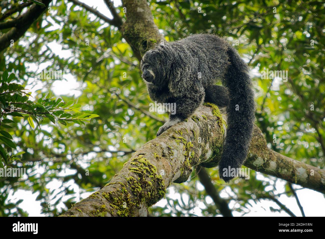 Monkey with big tail hi-res stock photography and images - Alamy