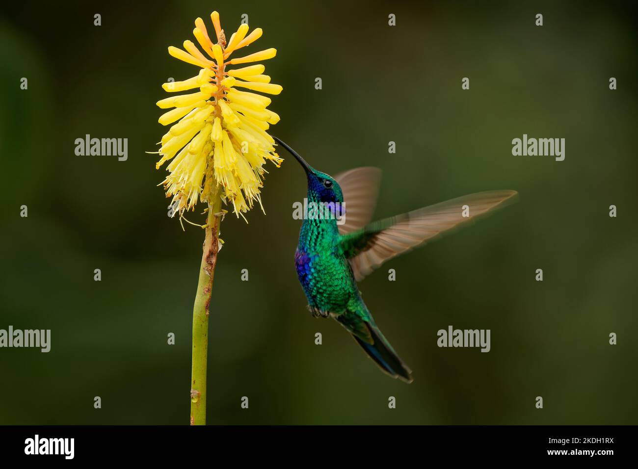 Violet ear hi-res stock photography and images - Alamy
