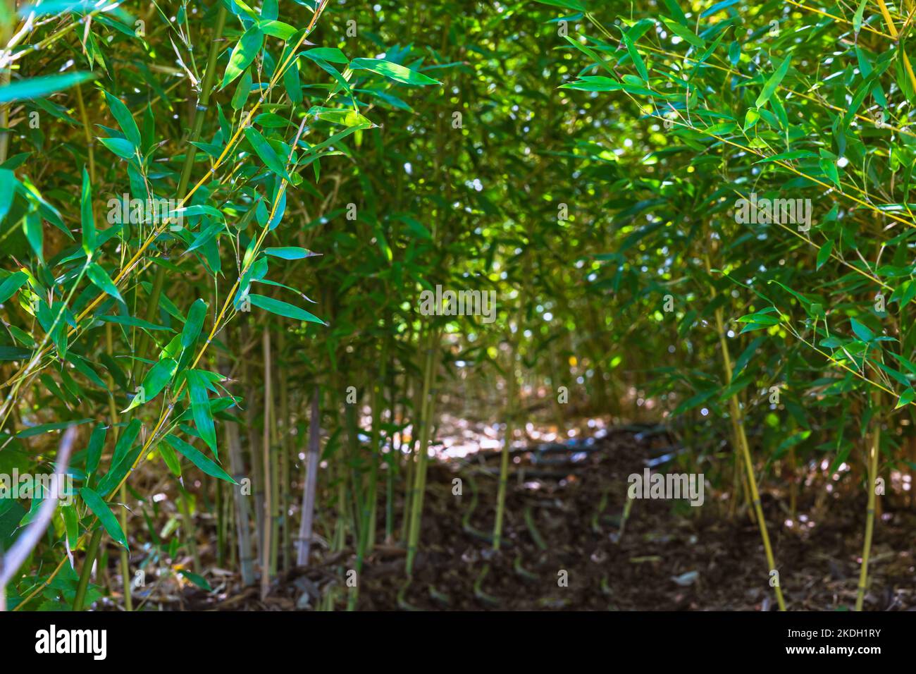 Bamboo leaves. Bamboo field in a park in focus. Decorative plants in ...