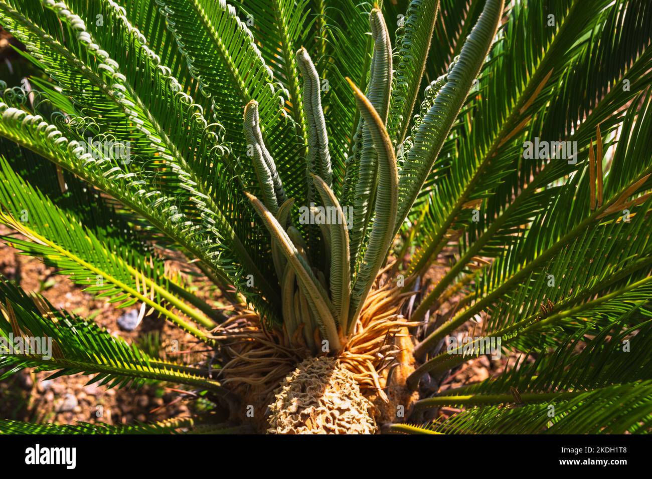 Sago Palm leaves. Decorative plants for gardens or parks background ...