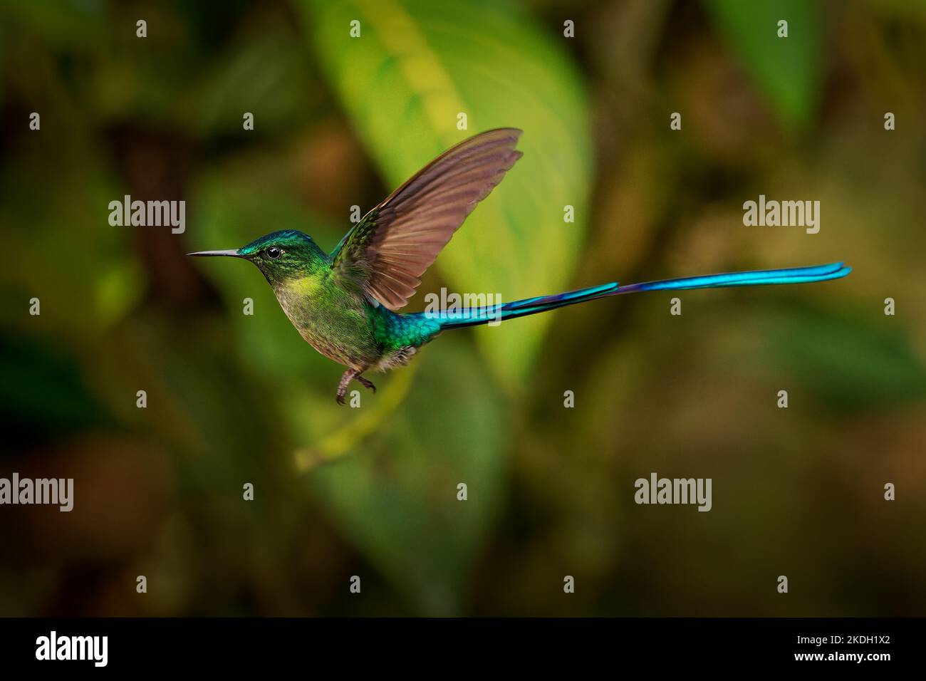Long-tailed Sylph - Aglaiocercus kingii hummingbird in coquettes, tribe ...