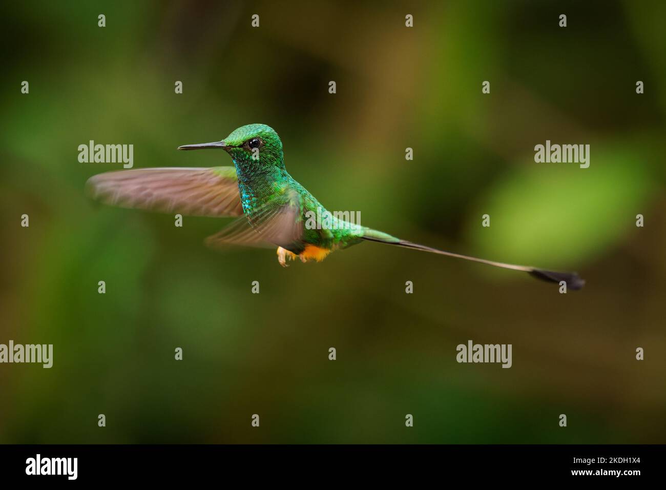 Booted racket tail hummingbird hi-res stock photography and images - Alamy