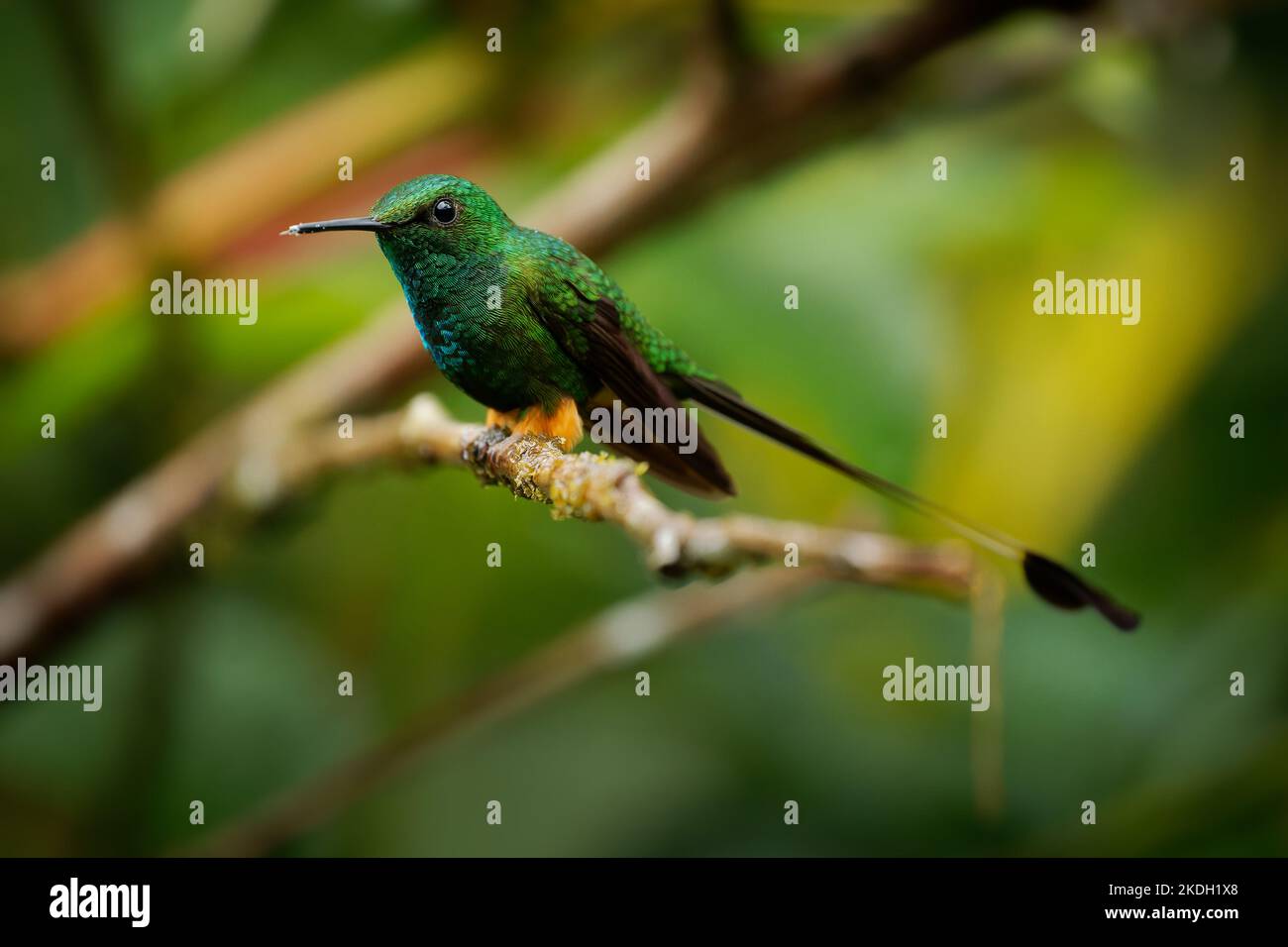 Booted racket tail hummingbird hi-res stock photography and images - Alamy
