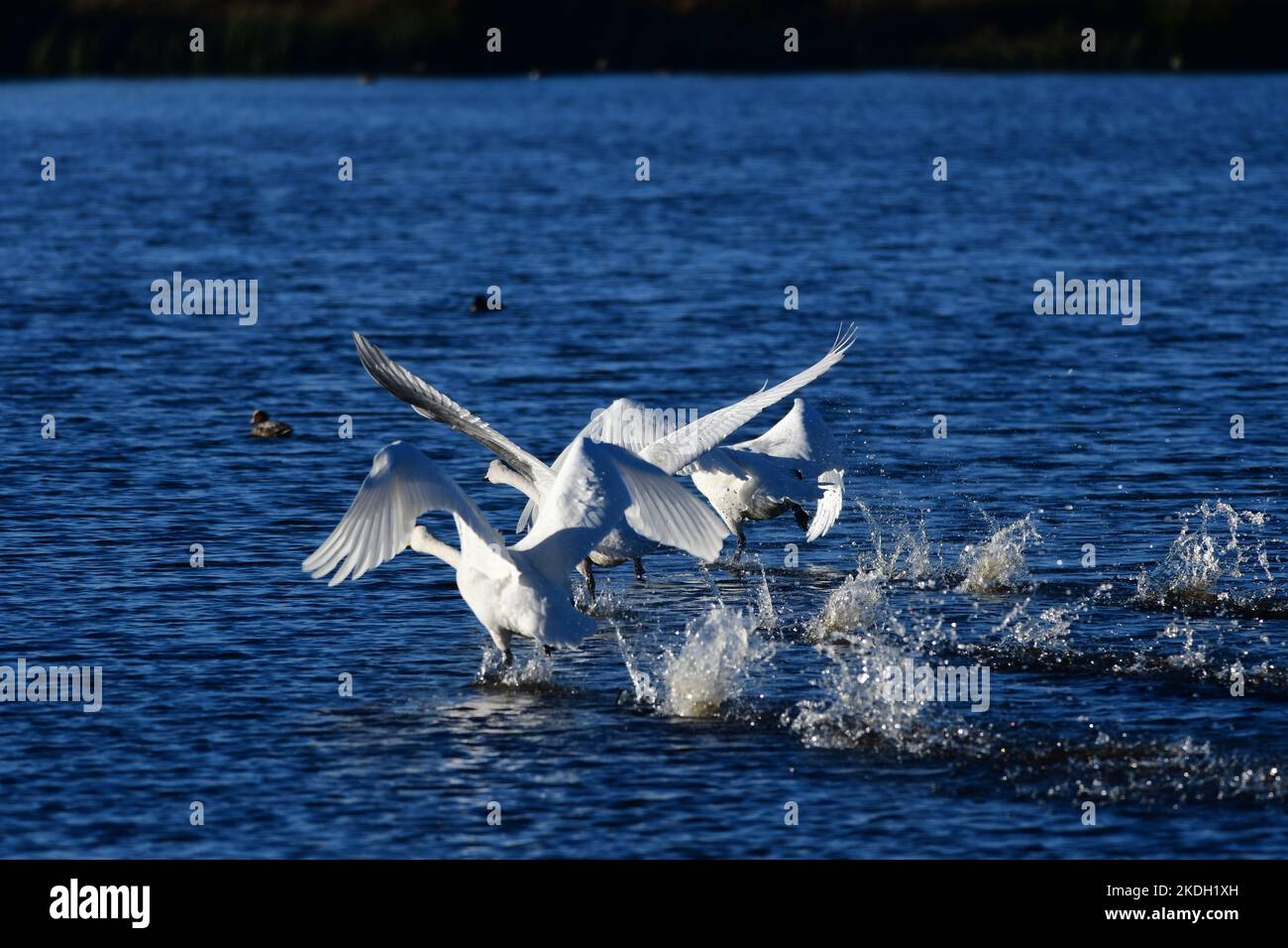 Whooper Swans Scotland Stock Photo - Alamy
