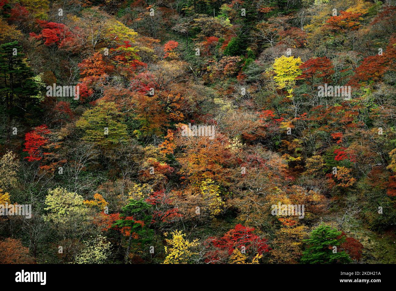 Autumn leaves in Japan, scenery of mountains in Nikko like a painting ...