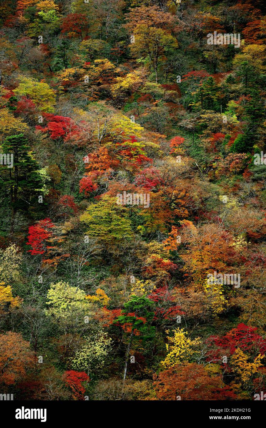 Autumn leaves in Japan, scenery of mountains in Nikko like a painting ...