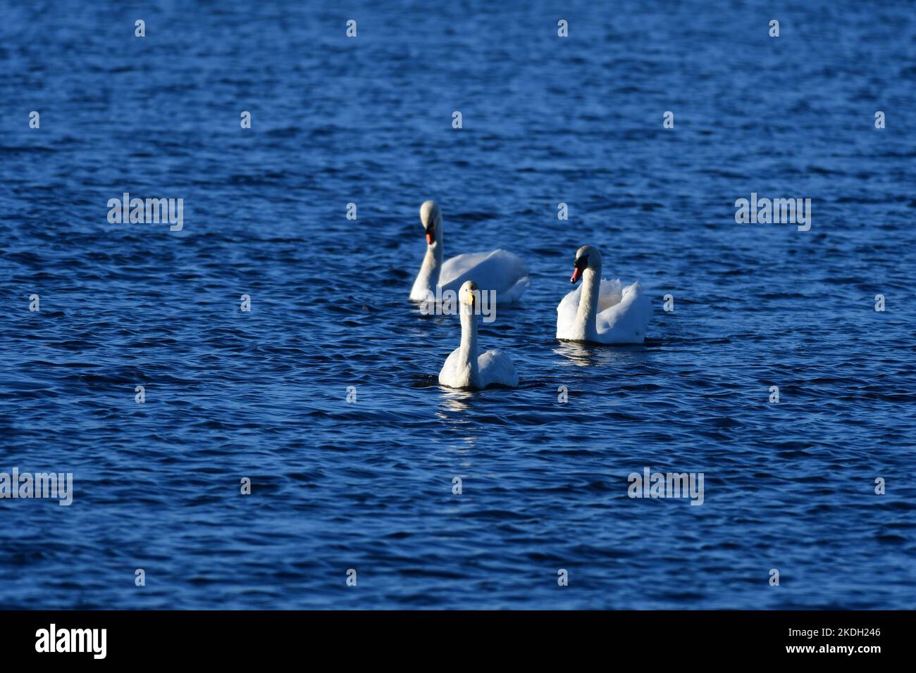 Whooper Swans Scotland Stock Photo - Alamy