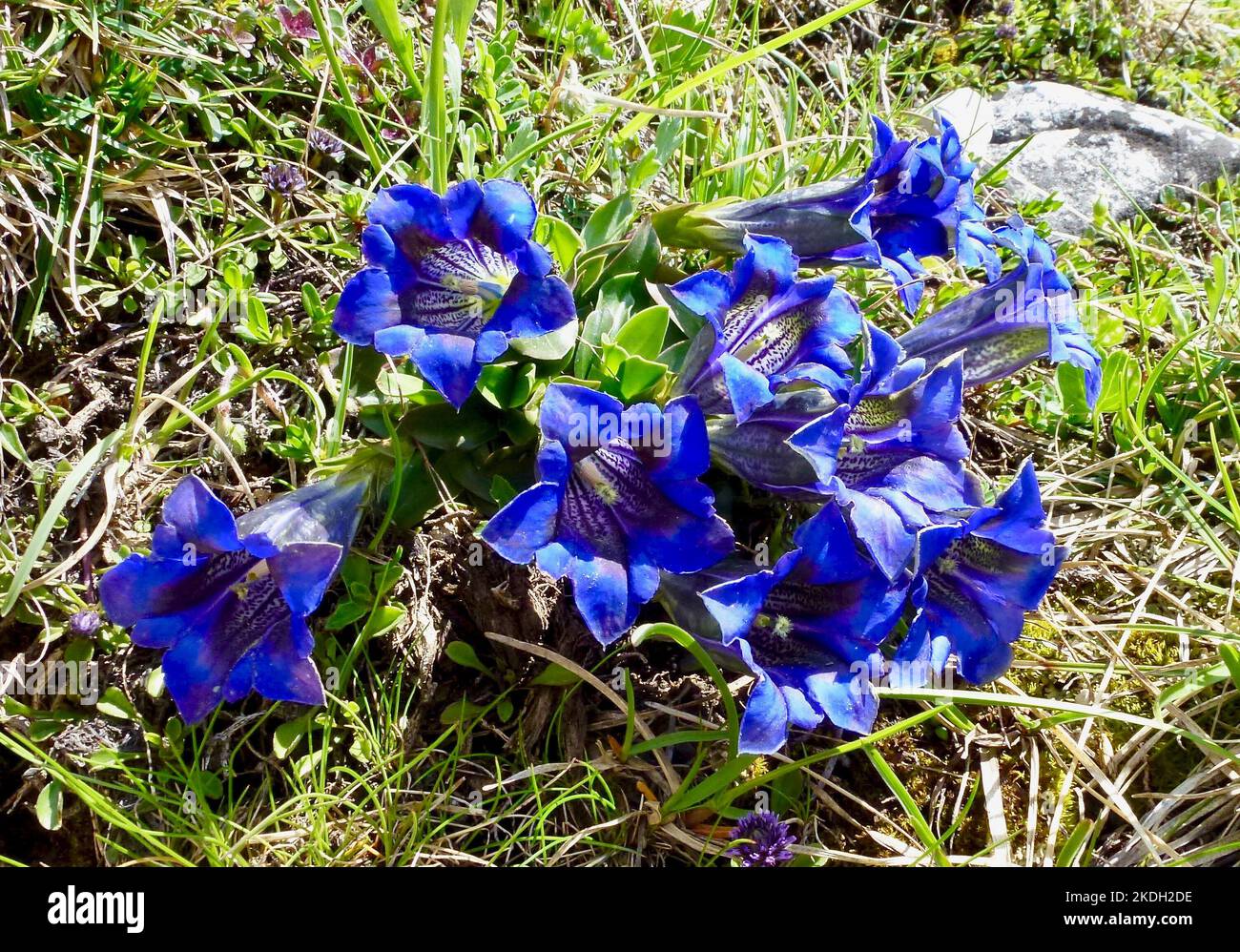 A selection of alpine flowers found in the European Alps. All images ...