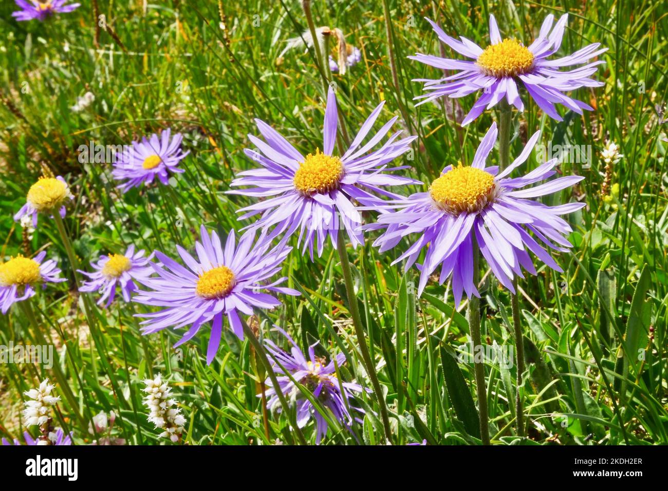 Wildflowers in french alps hi-res stock photography and images - Alamy
