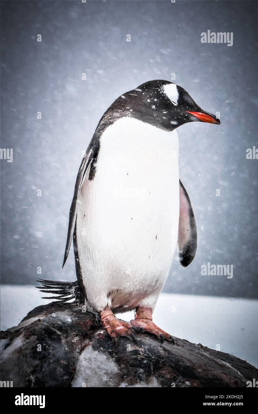 Penguin with snow, ice, ocean or land in the background Stock Photo - Alamy