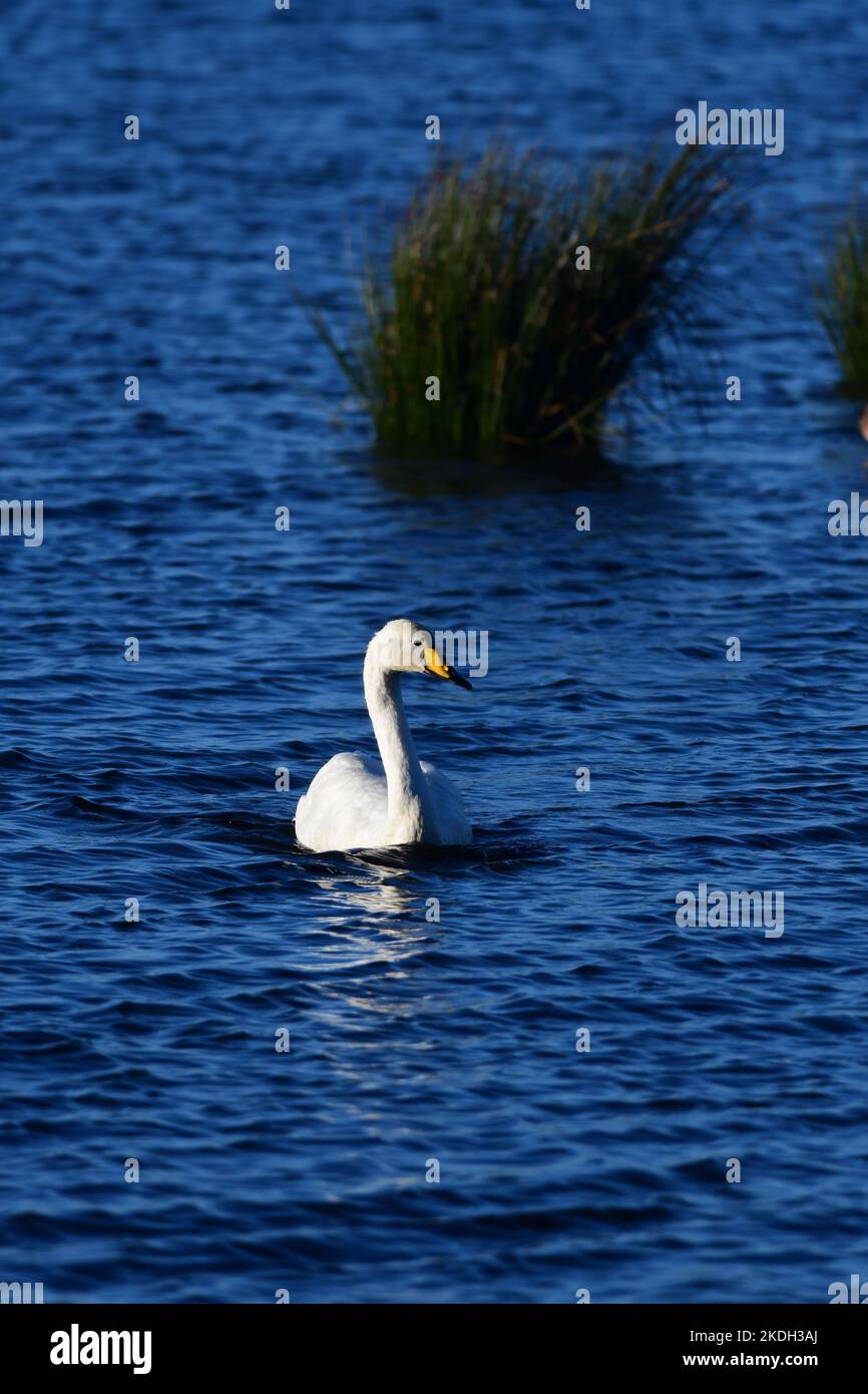 Whooper Swans Scotland Stock Photo - Alamy