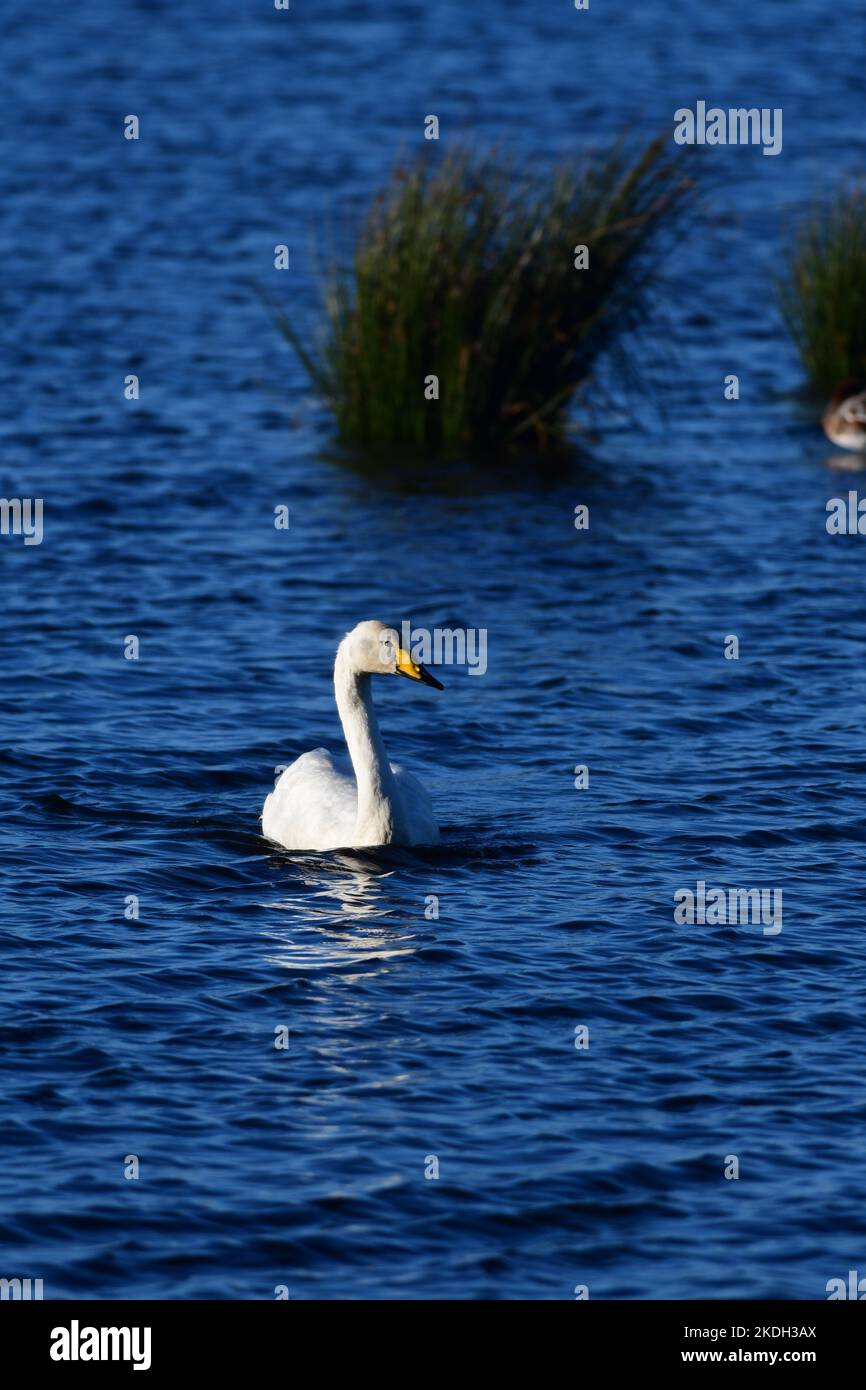 Whooper Swans Scotland Stock Photo - Alamy
