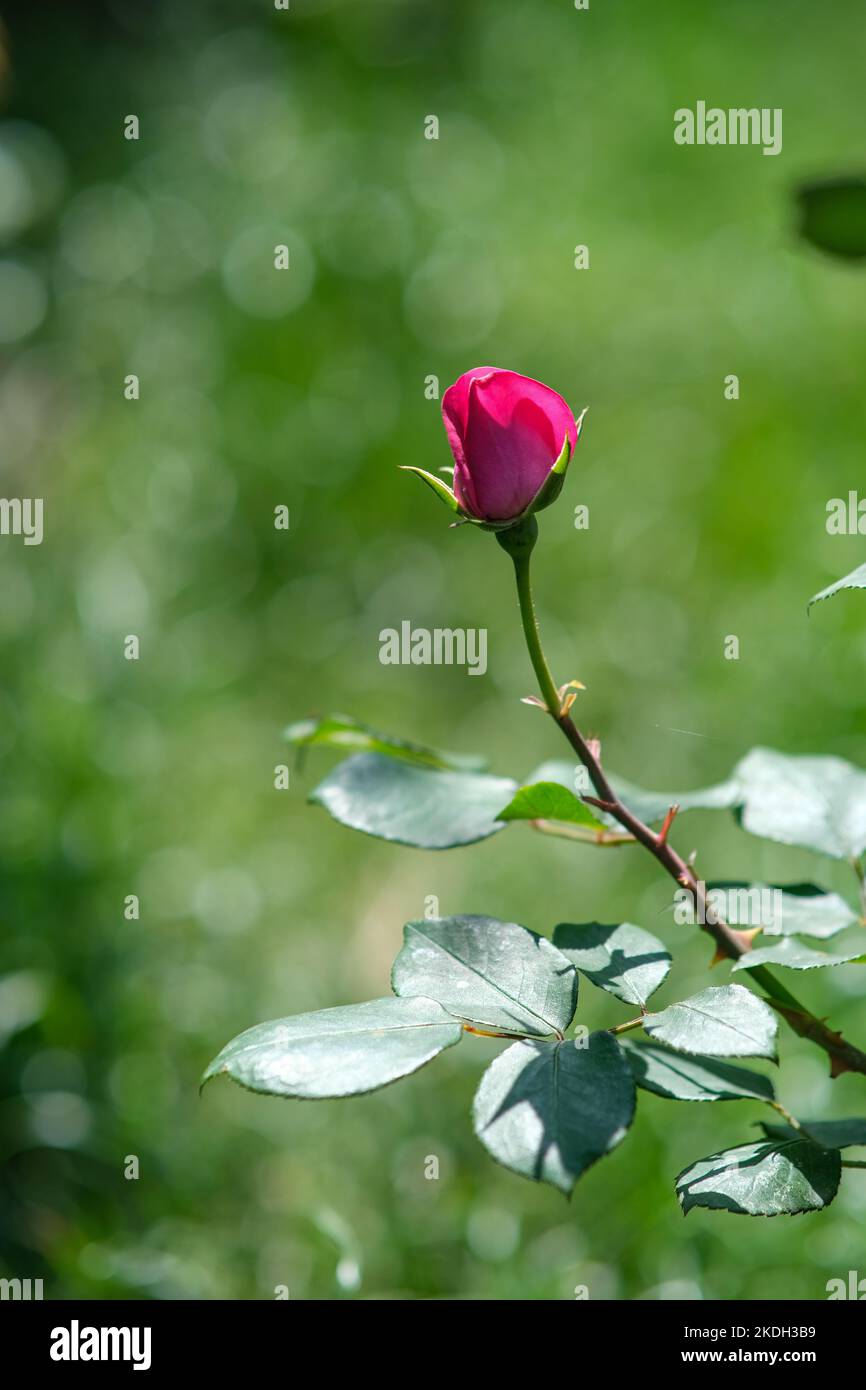 Red roses in the garden Stock Photo - Alamy