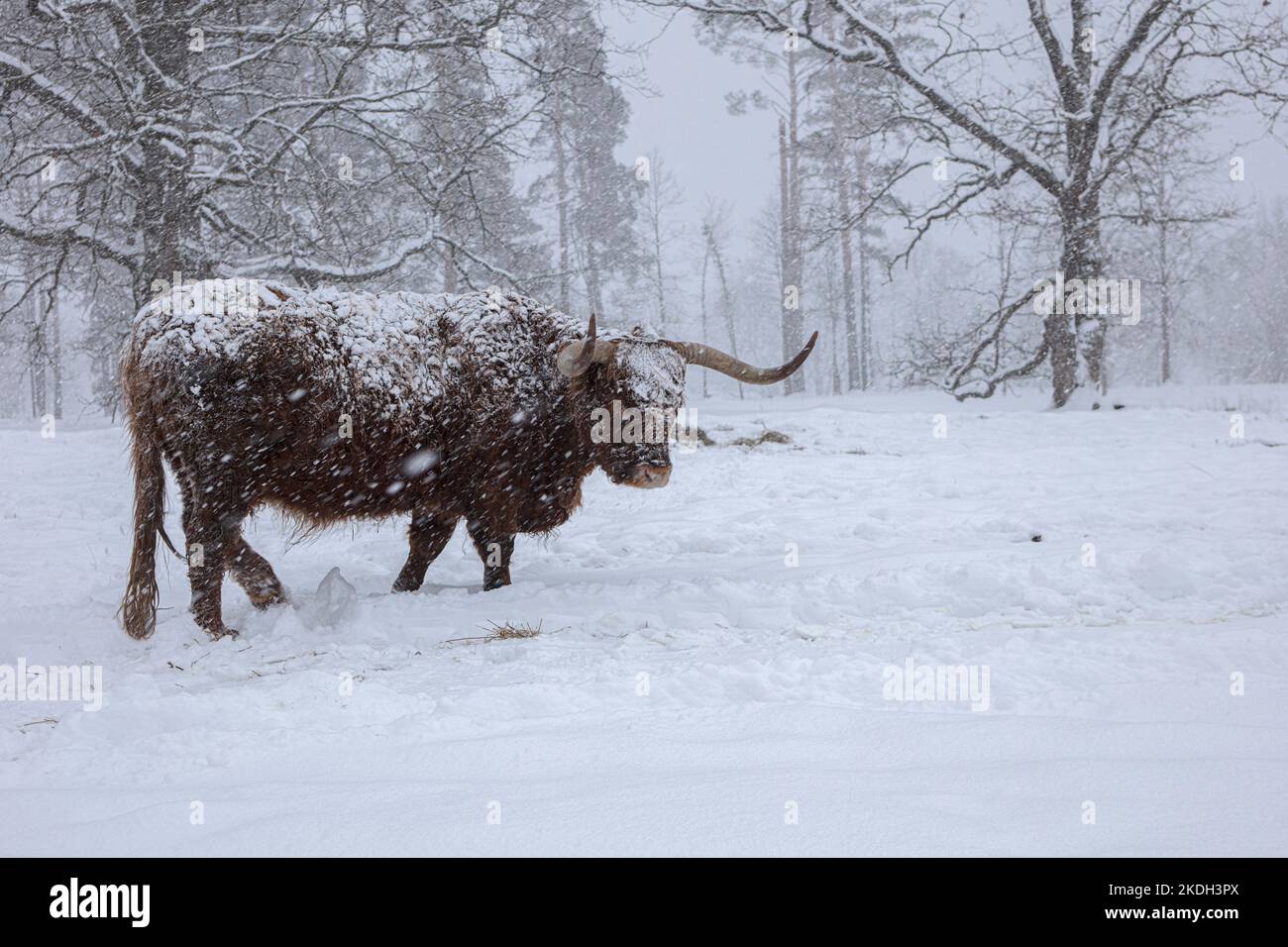 Cow in winter. Cow in snowfall. Scottish highland cattle in winter ...