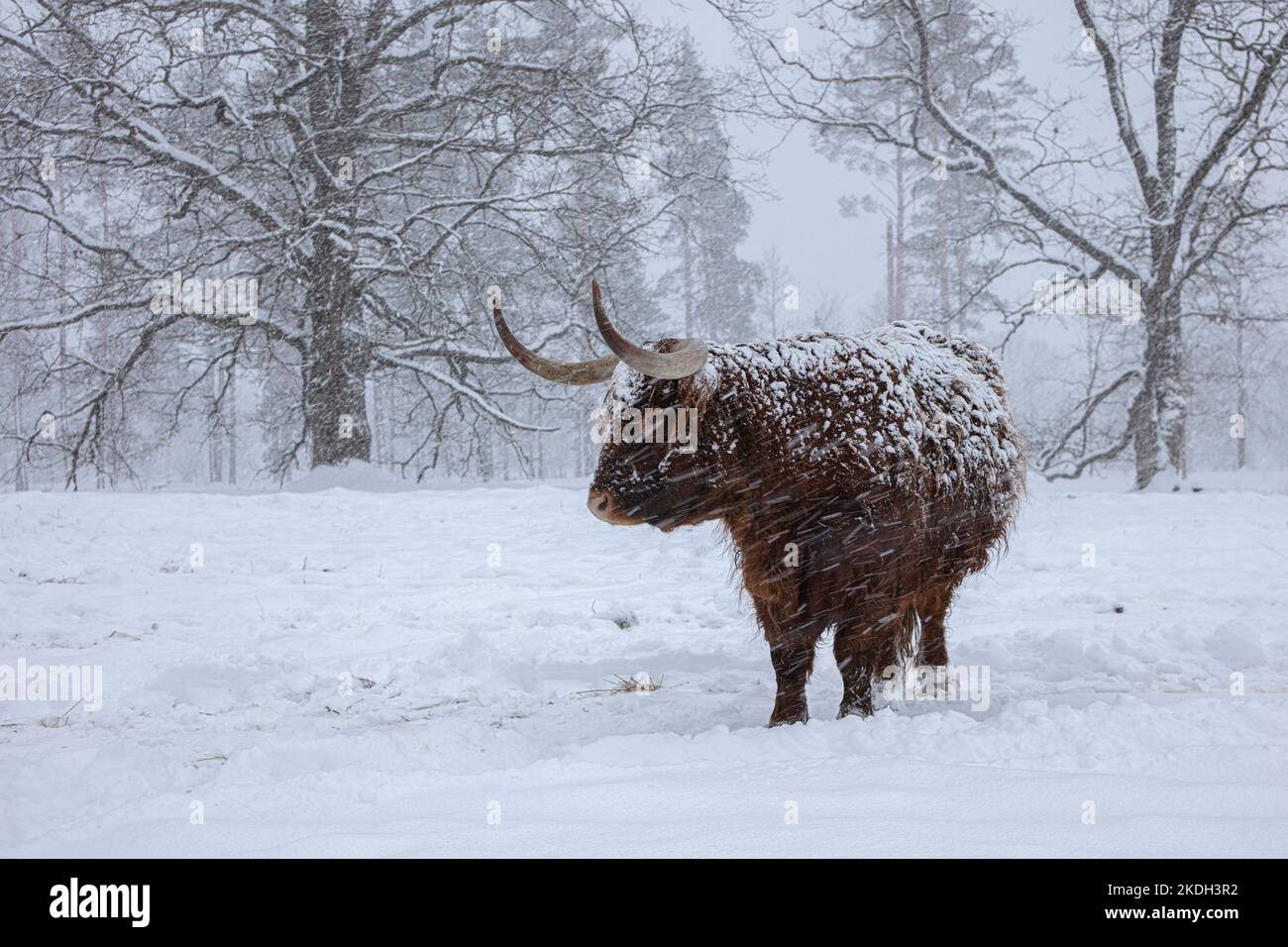 Cow in winter. Cow in snowfall. Scottish highland cattle in winter ...