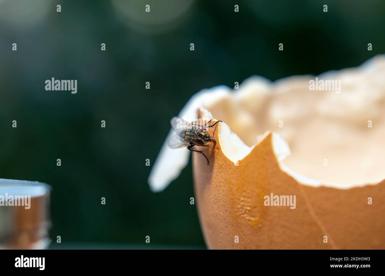 Shell fly hi-res stock photography and images - Alamy