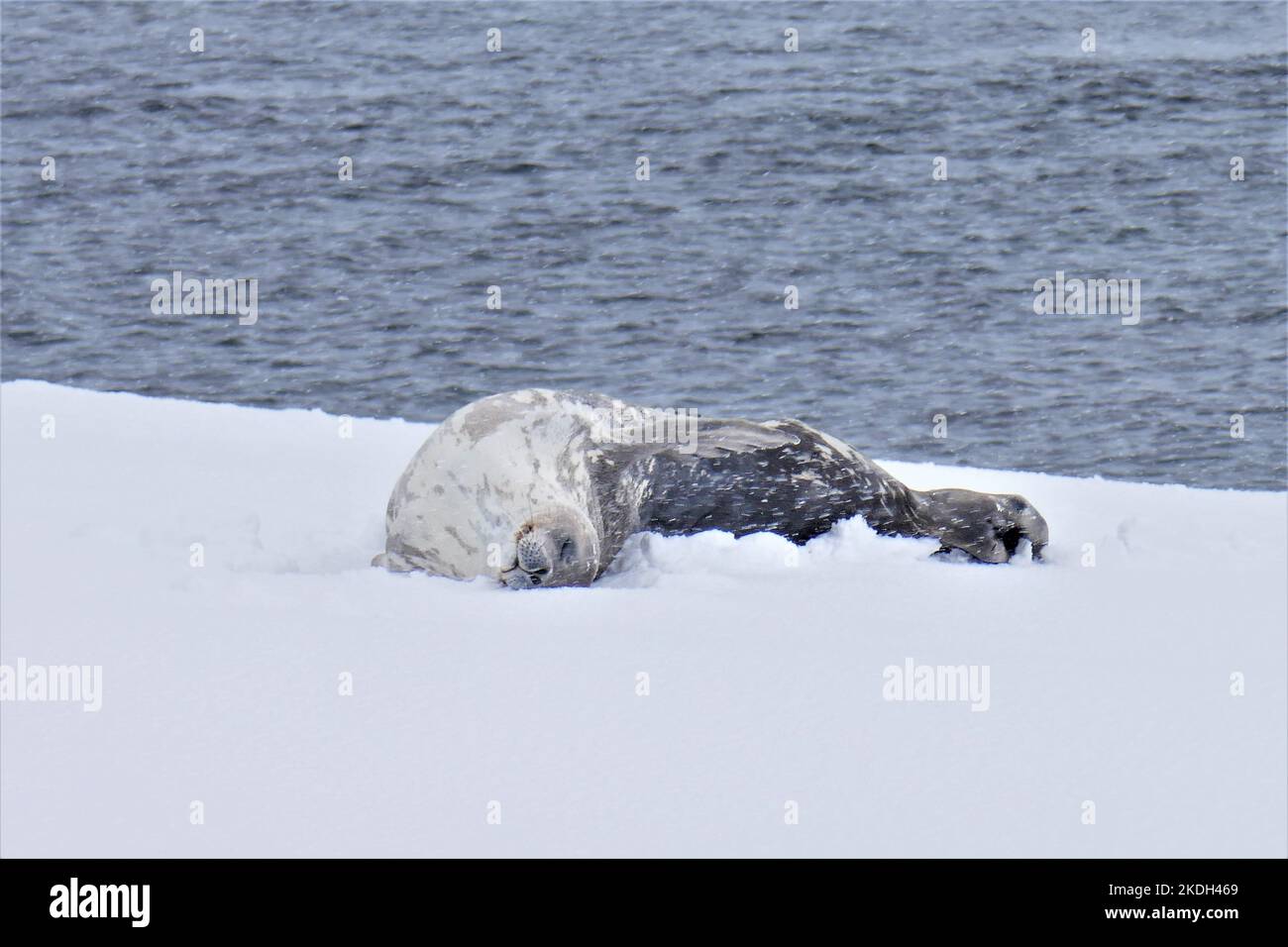 Mammal of antarctica hi-res stock photography and images - Alamy