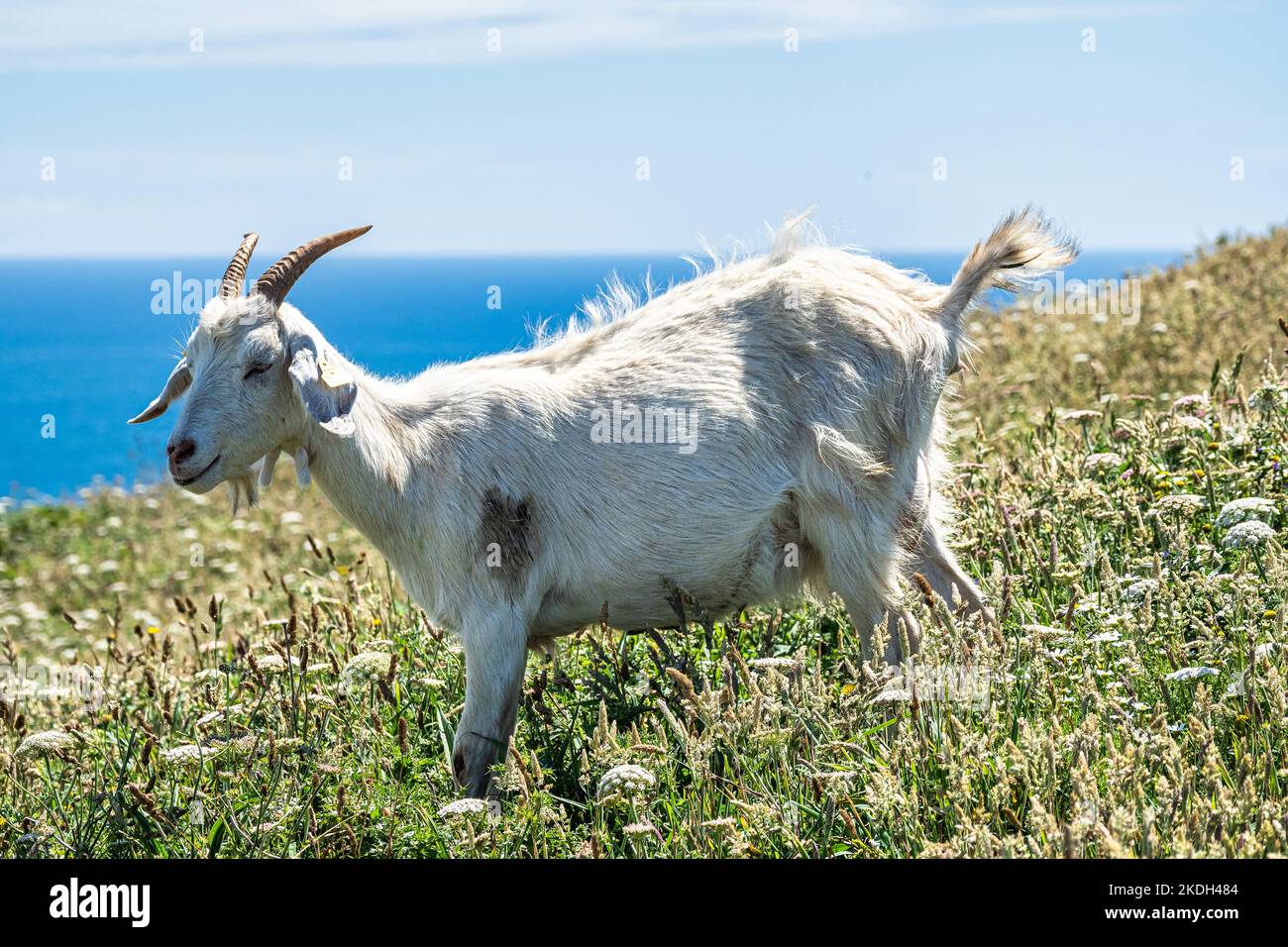 Wild goats on the cliffs of Estaca de Bares peninsula coast. Province ...