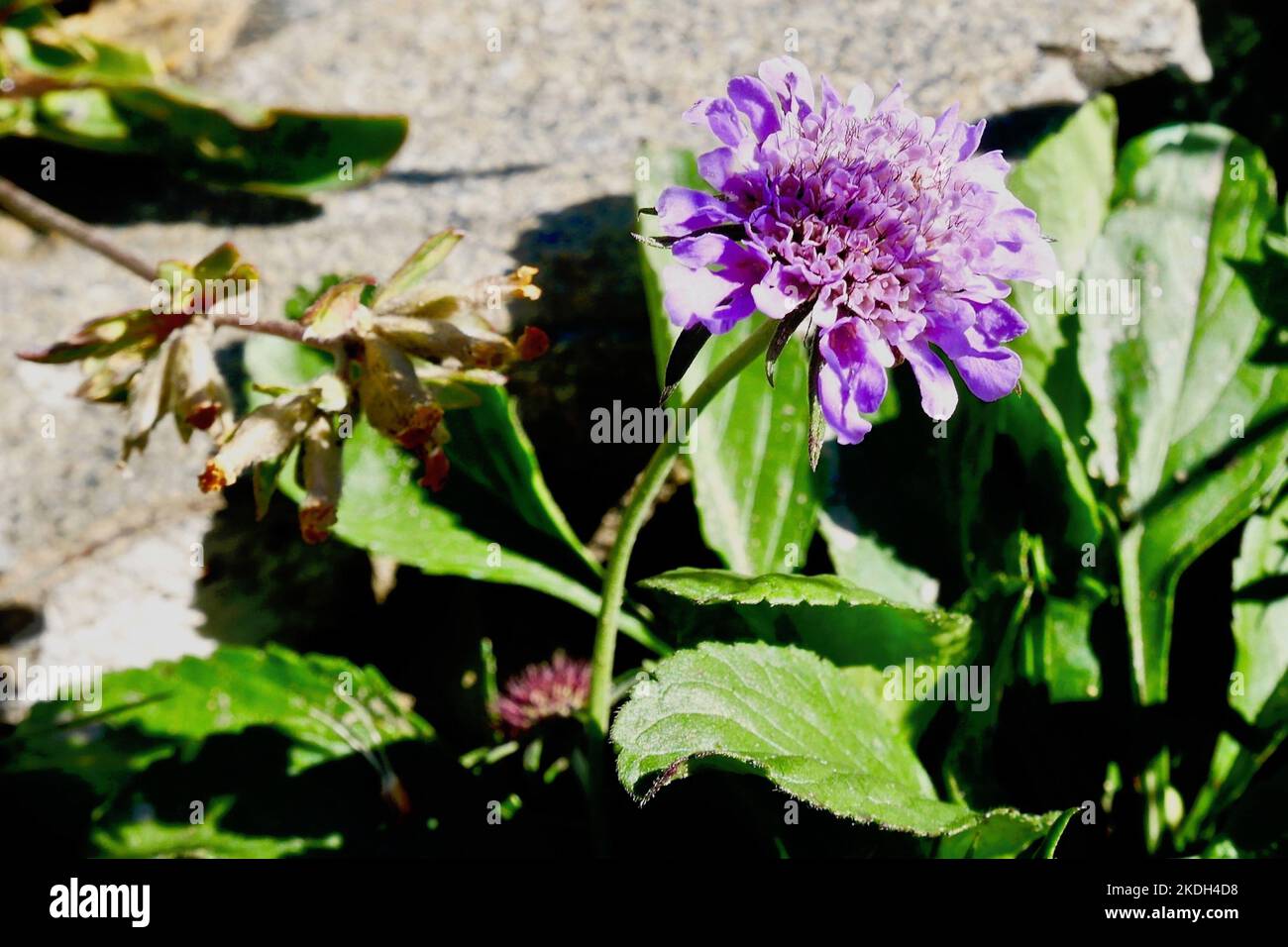 Rare mountain flowers hi-res stock photography and images - Alamy