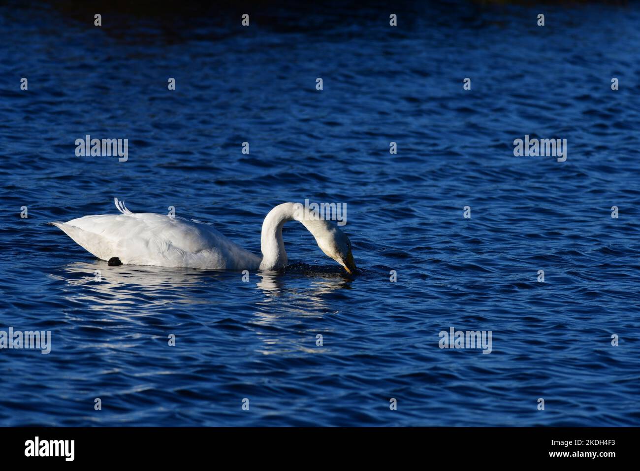 Scotlands national bird hi-res stock photography and images - Alamy