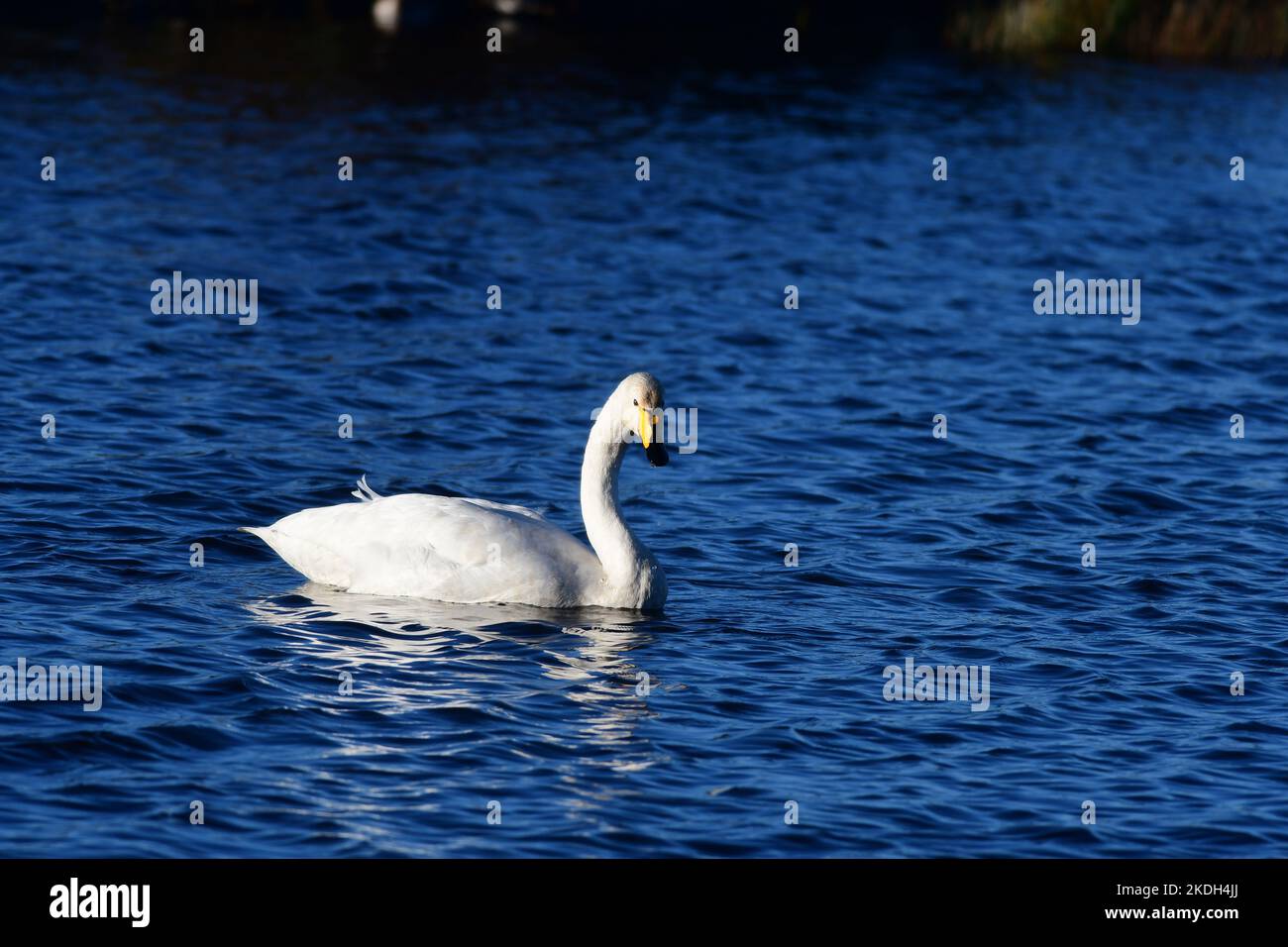 Scotlands national bird hi-res stock photography and images - Alamy