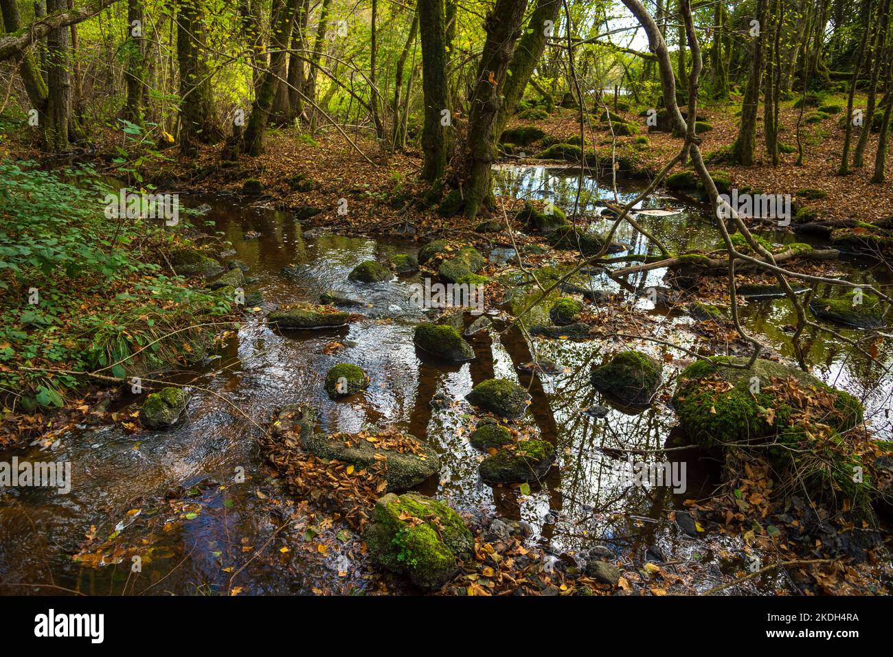 Stream in the woods. Autumn in Morvan natural park, Burgundy, France ...