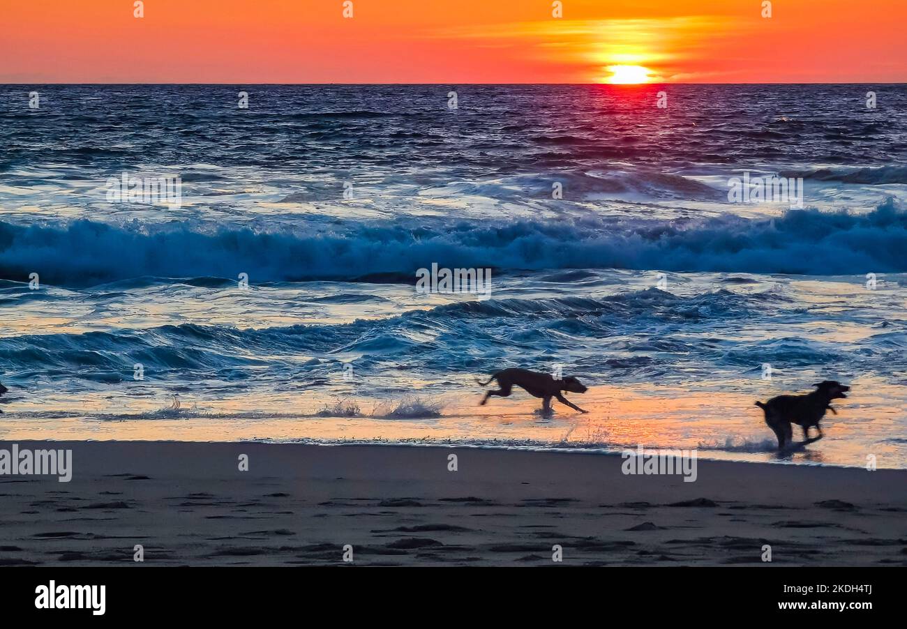 Dogs running happily in front of the sunset in yellow orange red on ...