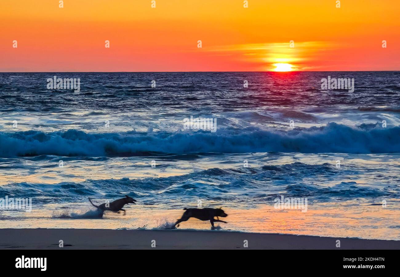 Dogs running happily in front of the sunset in yellow orange red on ...