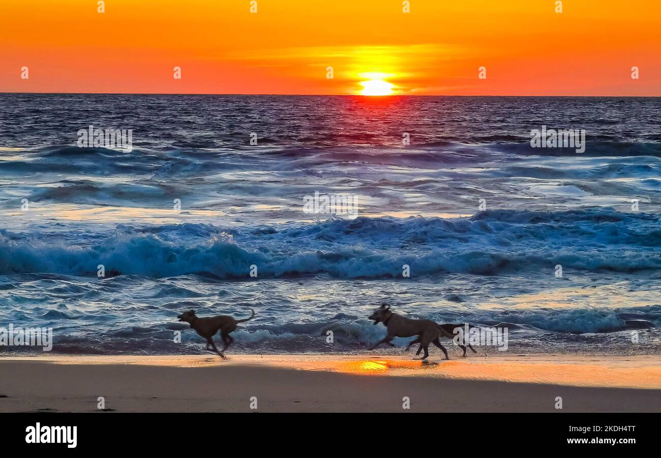 Dogs running happily in front of the sunset in yellow orange red on ...