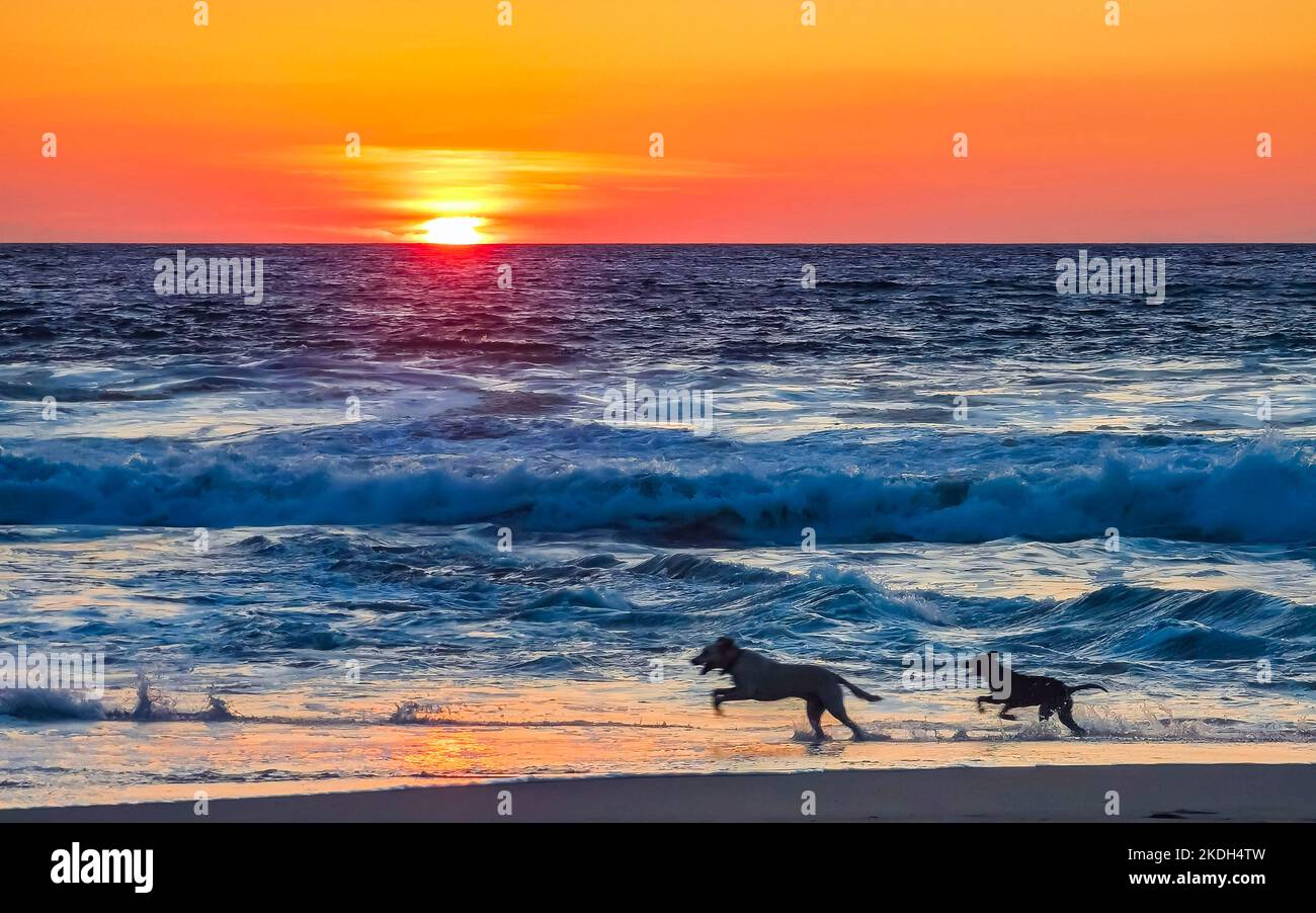 Dogs running happily in front of the sunset in yellow orange red on ...